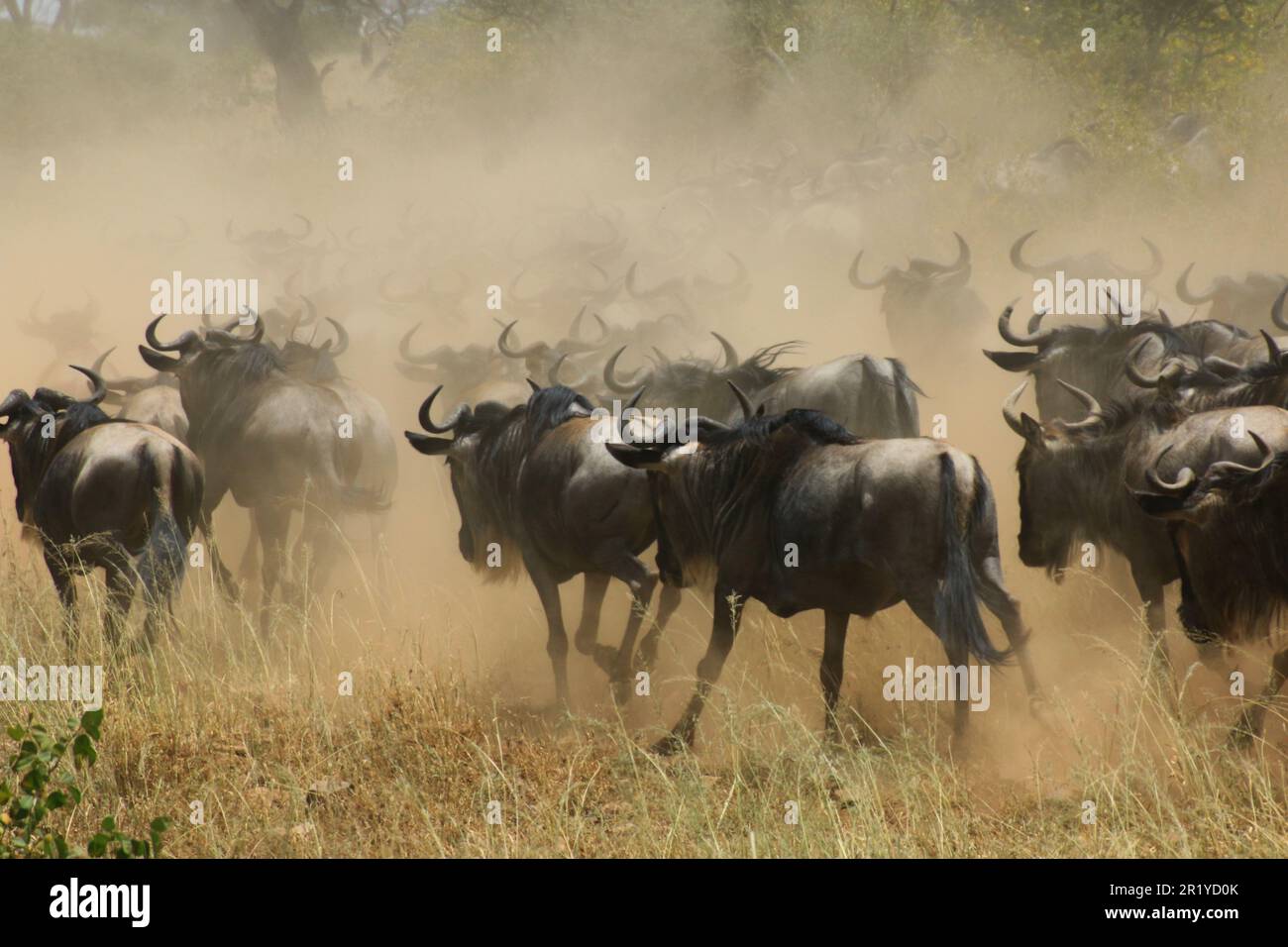The Annual Serengeti Migration, a year round search for food and water ...