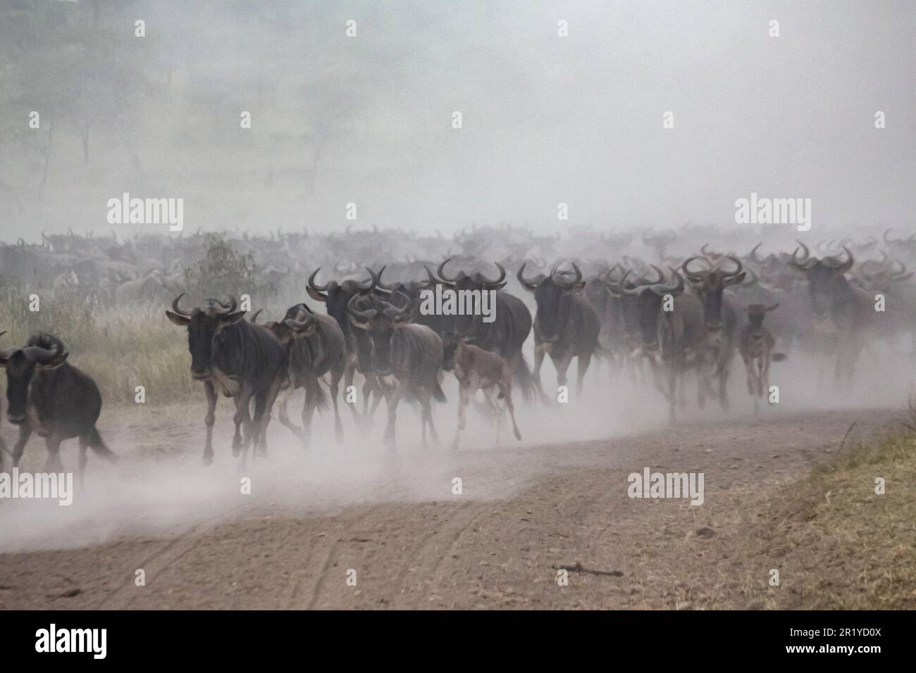 The Annual Serengeti Migration, a year round search for food and water ...