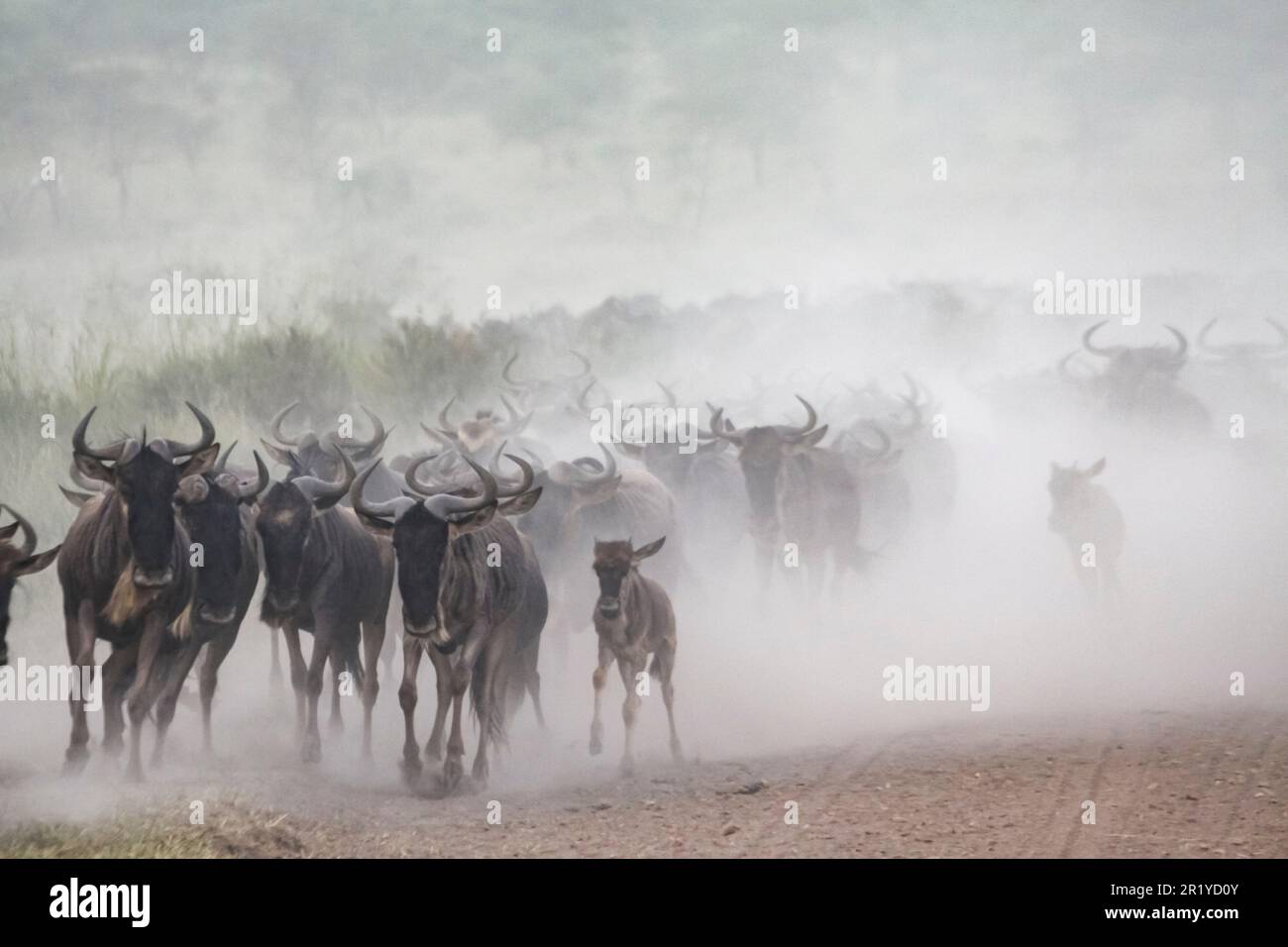 The Annual Serengeti Migration, a year round search for food and water ...