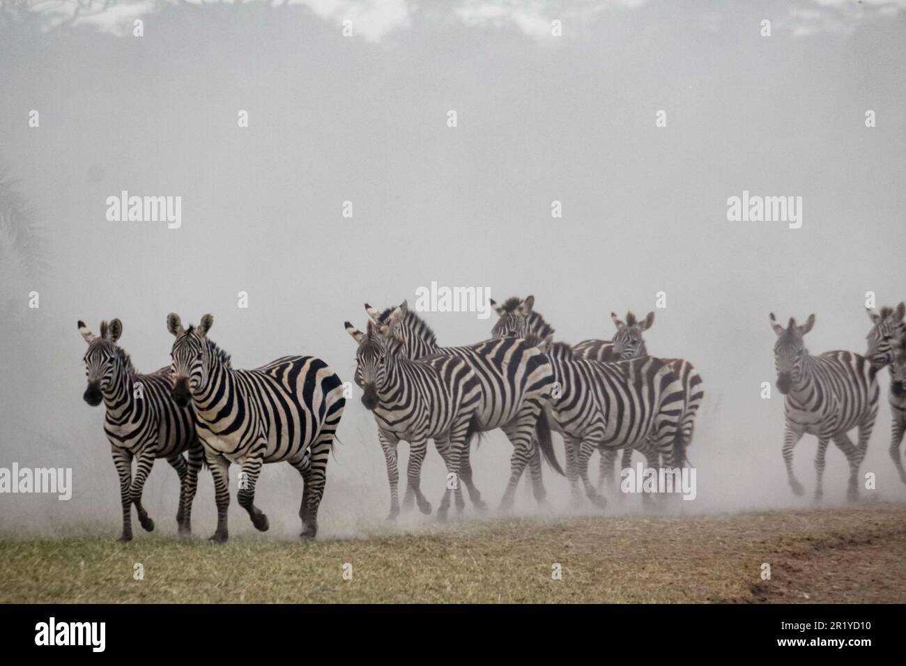The Annual Serengeti Migration, a year round search for food and water ...