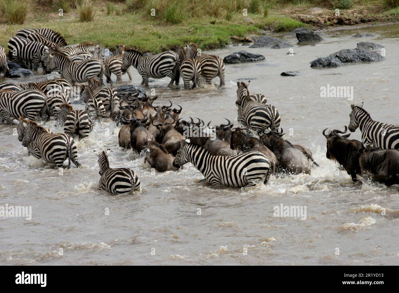 The Annual Serengeti Migration, a year round search for food and water ...