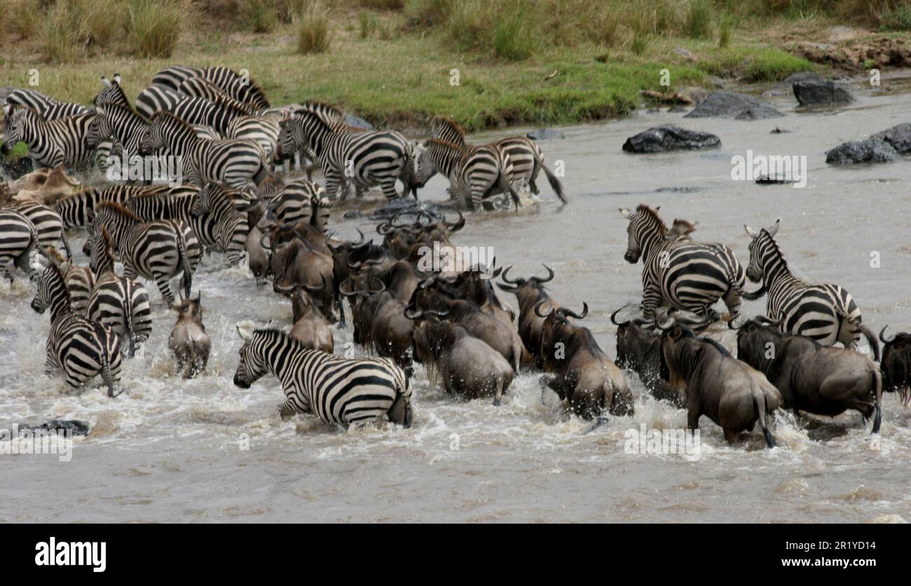 Four wildebeest grazing hi-res stock photography and images - Alamy