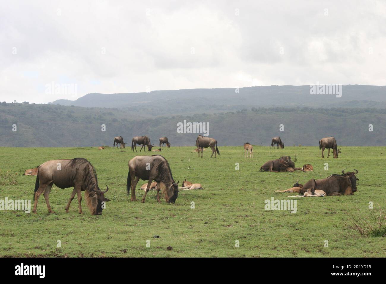 The Annual Serengeti Migration, a year round search for food and water ...