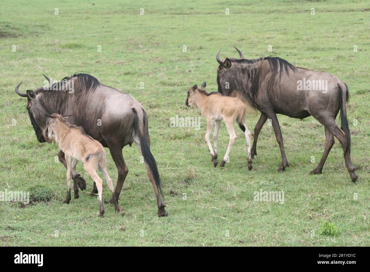 The Annual Serengeti Migration, a year round search for food and water ...