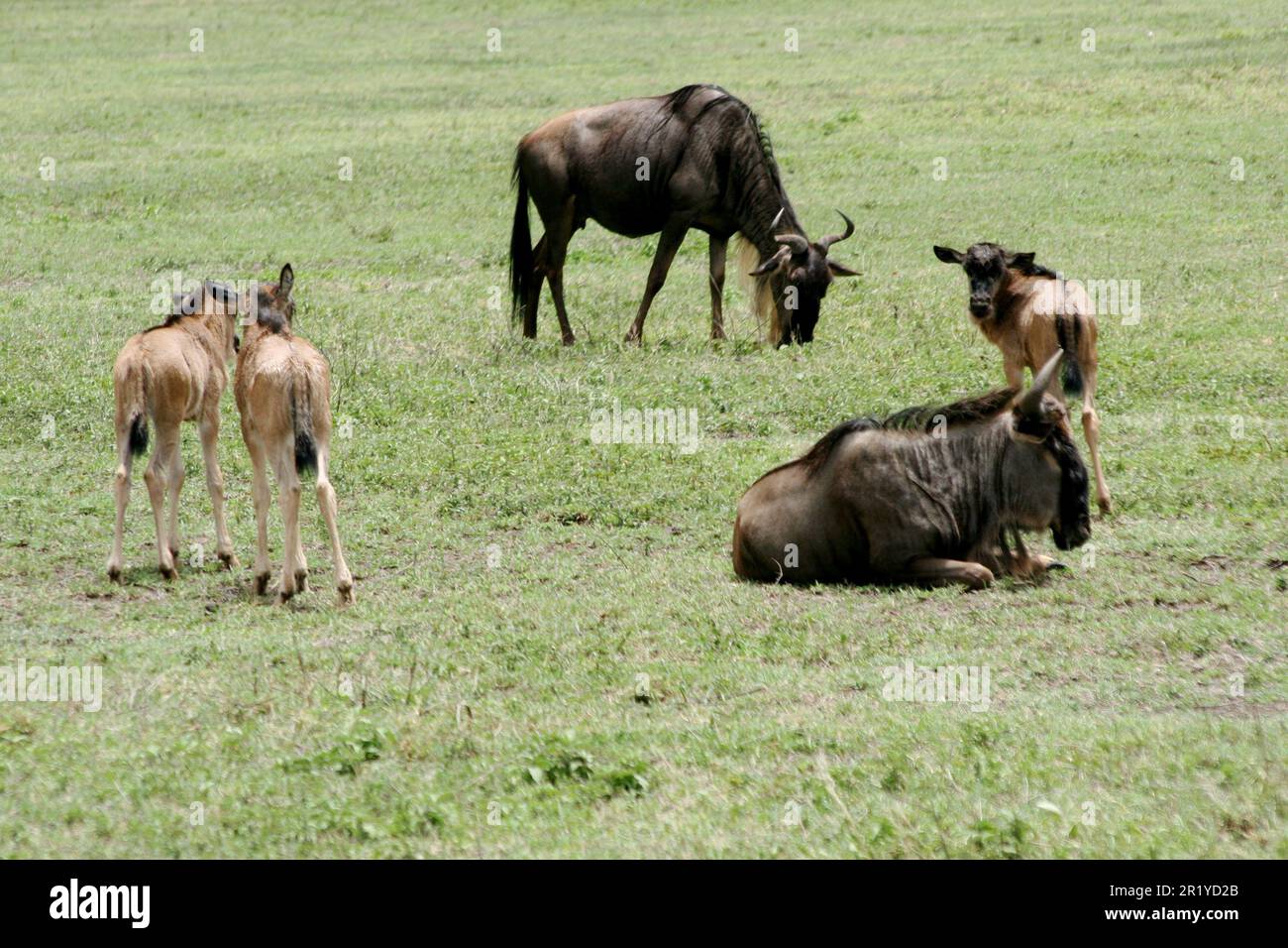 The Annual Serengeti Migration, a year round search for food and water ...