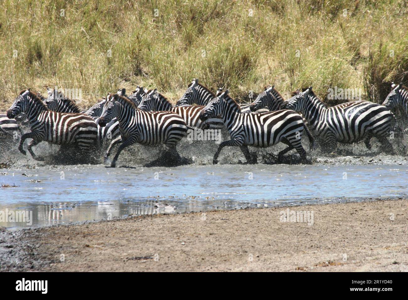 The Annual Serengeti Migration, a year round search for food and water ...