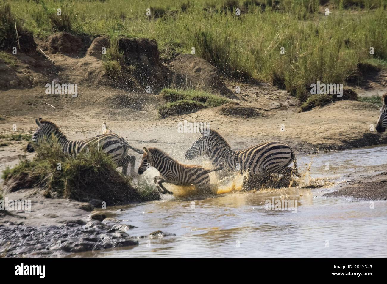 The Annual Serengeti Migration, a year round search for food and water ...