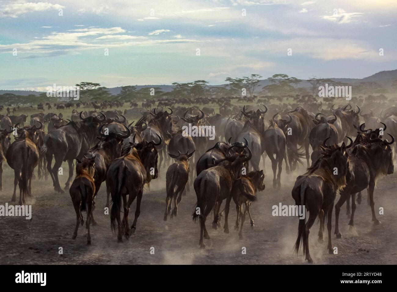 The Annual Serengeti Migration, a year round search for food and water ...