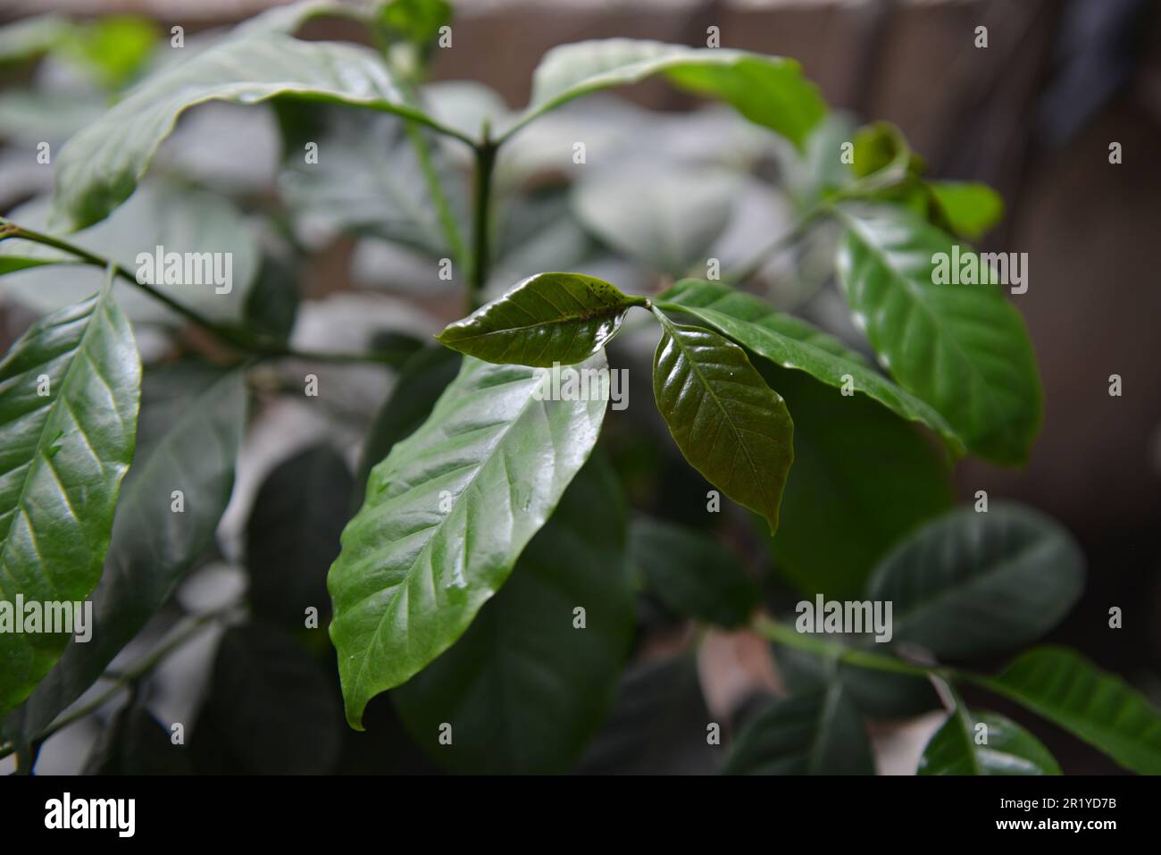 Coffee farmer in vietnam hi-res stock photography and images - Alamy