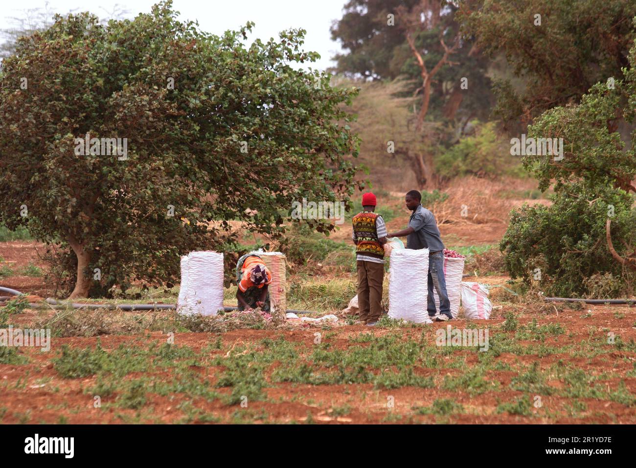 Community Onion Farming Lake Eyasi, Tanzania Stock Photo - Alamy