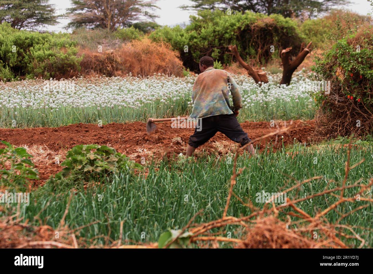 Community Onion Farming Lake Eyasi, Tanzania Stock Photo - Alamy