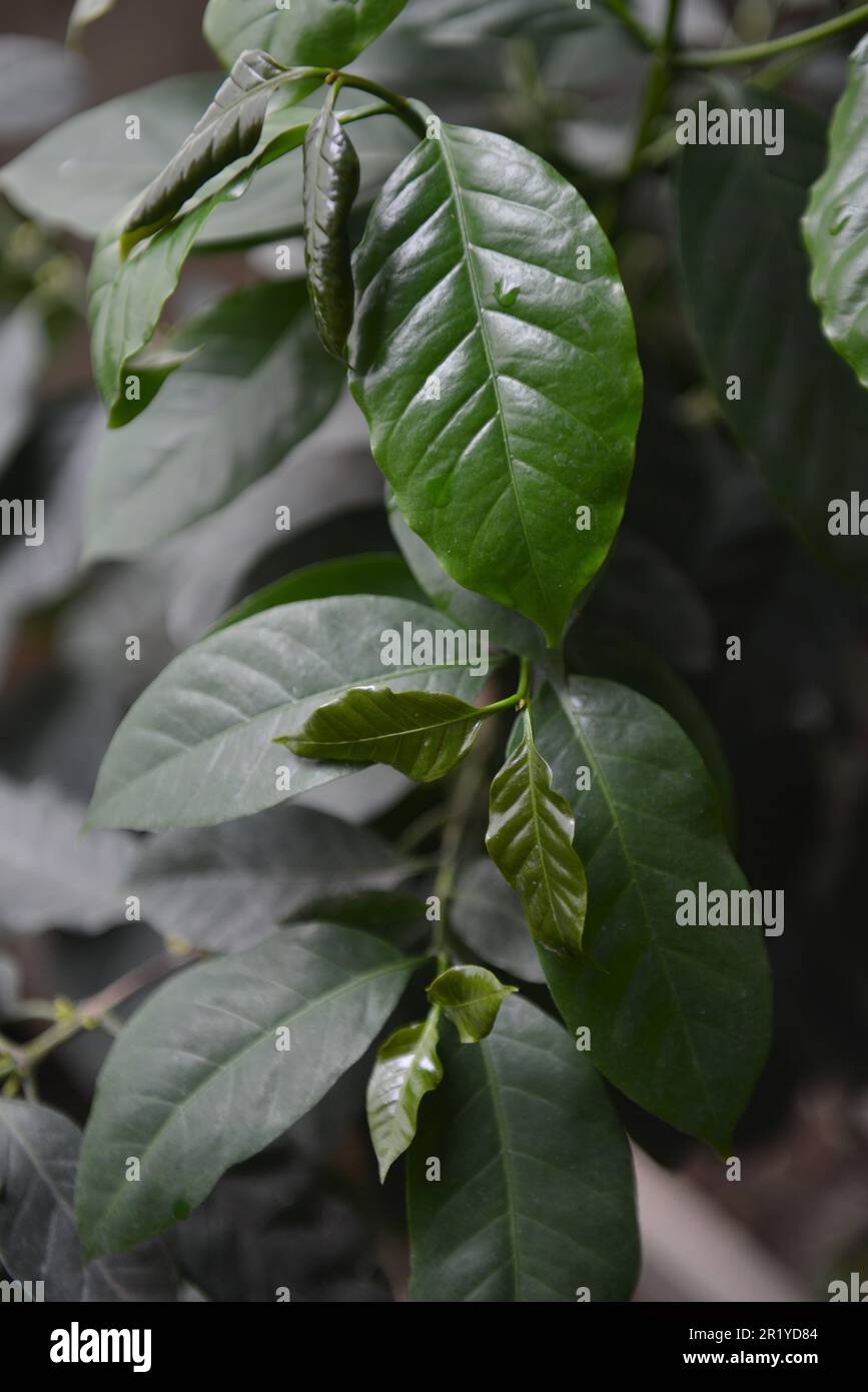 Coffee farmer in vietnam hi-res stock photography and images - Alamy