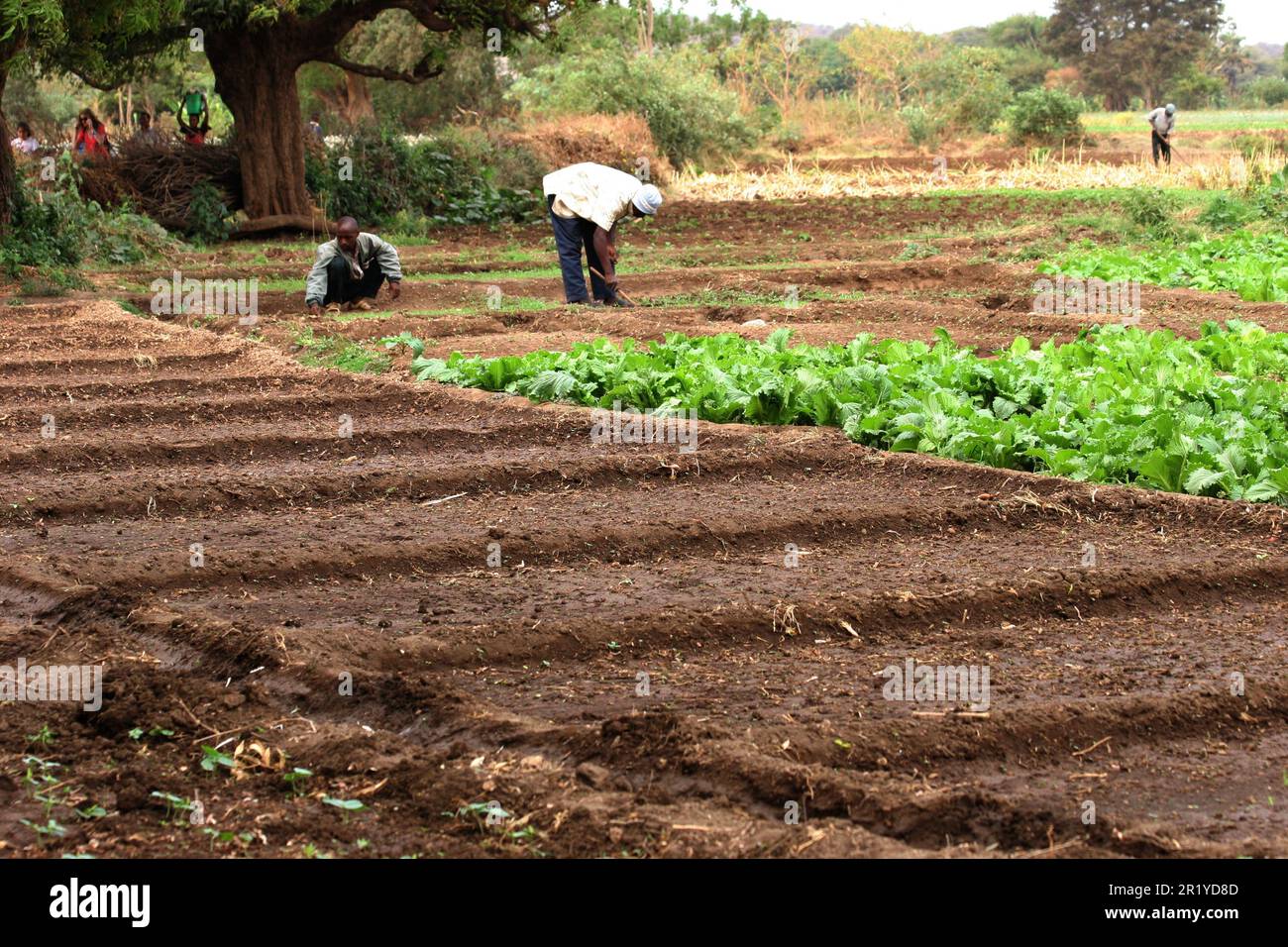 Community Onion Farming Lake Eyasi, Tanzania Stock Photo - Alamy