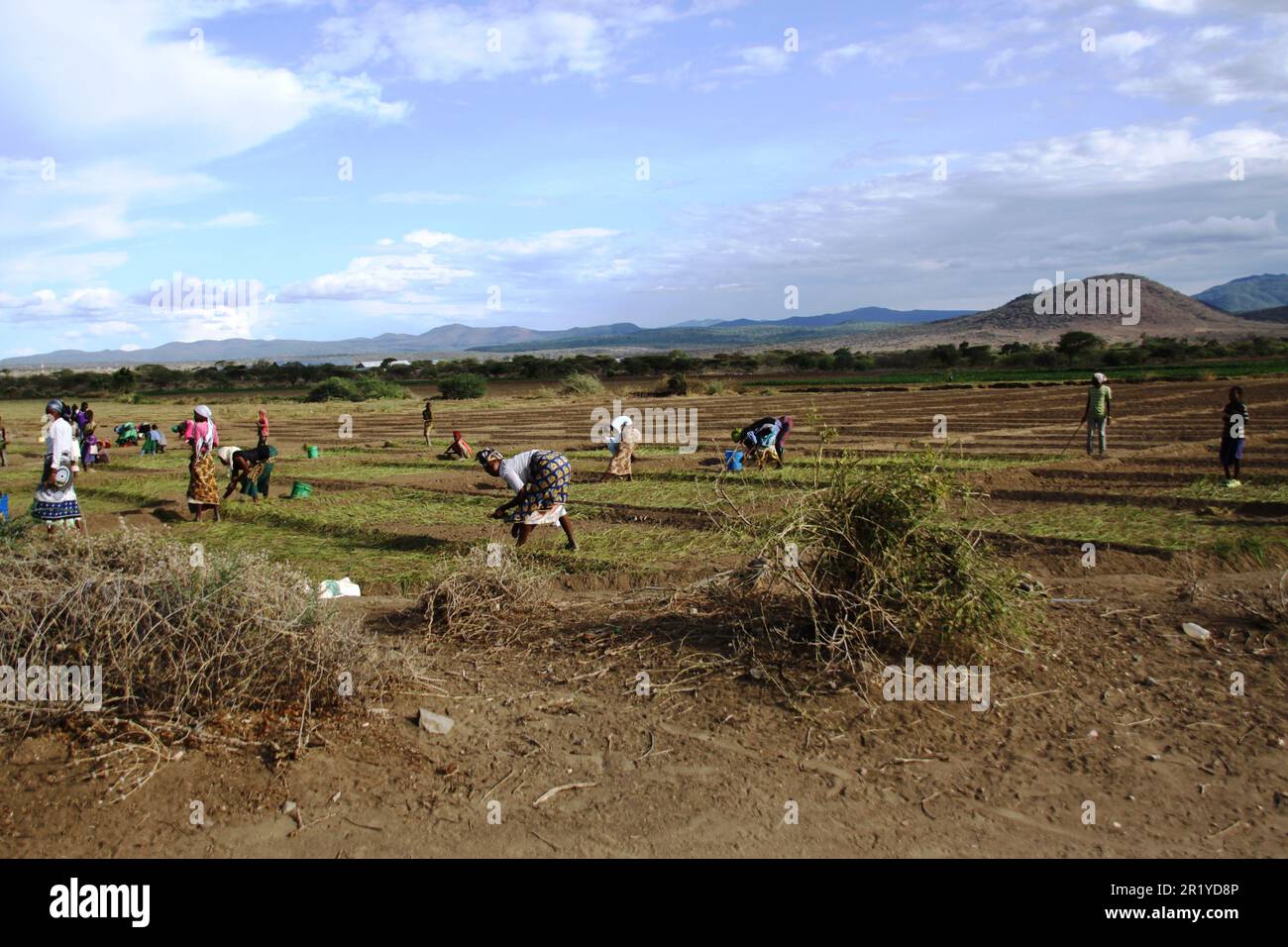 Onion Farming In Tanzania at Zara Khull blog