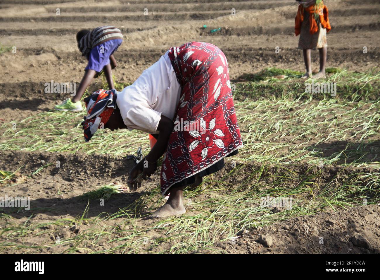 Community Onion Farming Lake Eyasi, Tanzania Stock Photo - Alamy