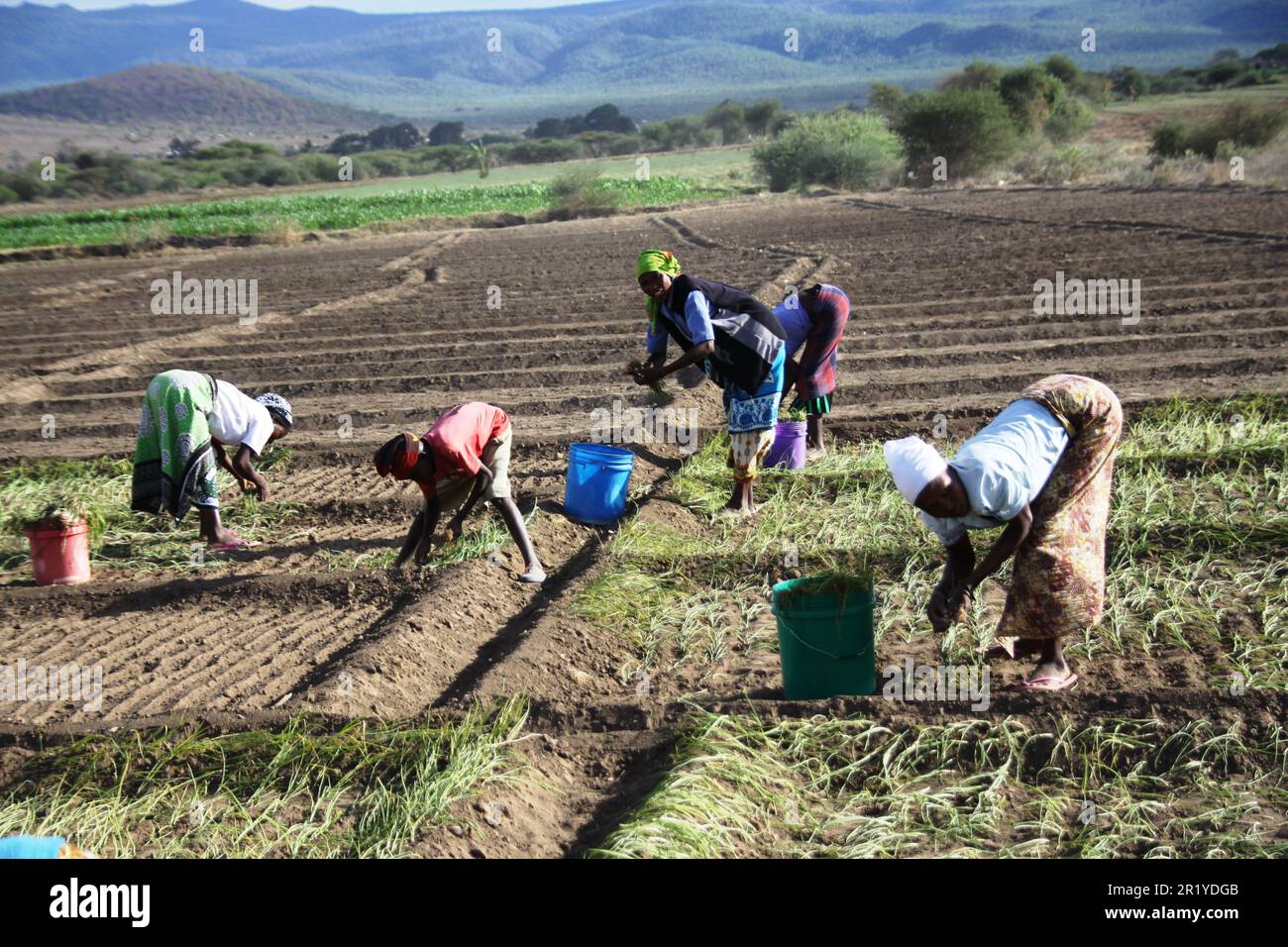 Community Onion Farming Lake Eyasi, Tanzania Stock Photo - Alamy