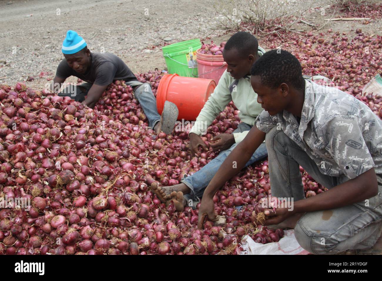 Community Onion Farming Lake Eyasi, Tanzania Stock Photo - Alamy