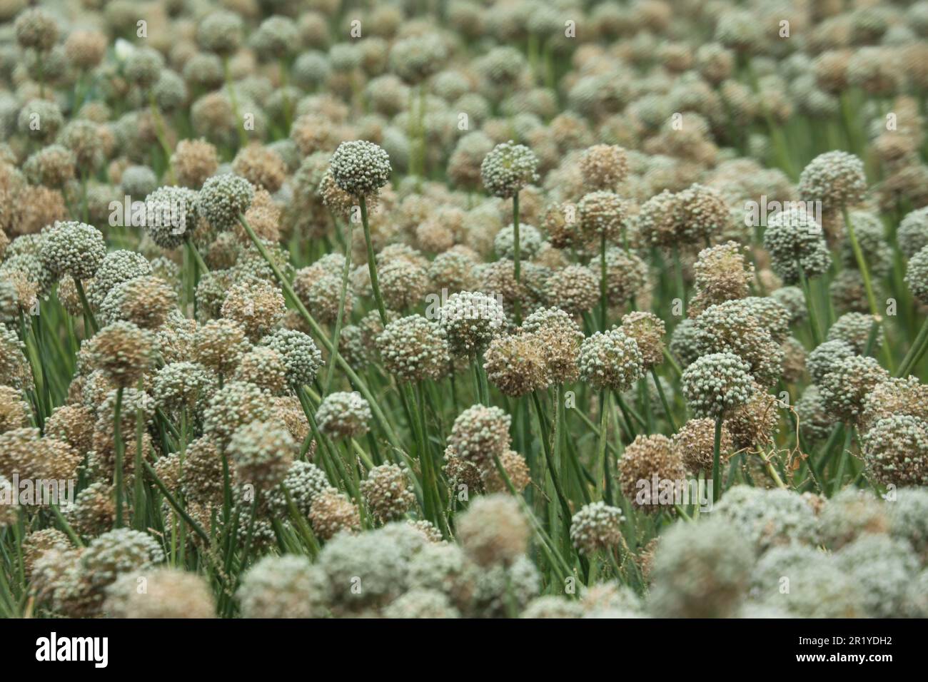Community Onion Farming Lake Eyasi, Tanzania Stock Photo - Alamy