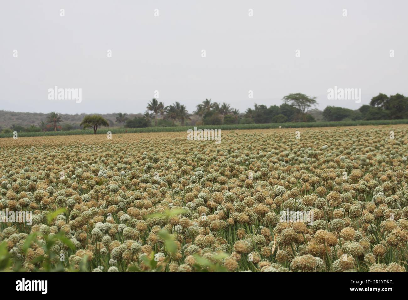 Native farming methods hi-res stock photography and images - Alamy