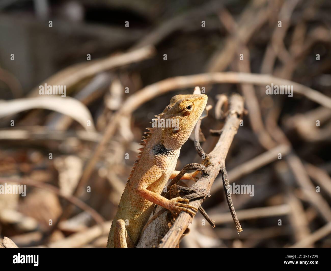 Oriental garden lizard male hi-res stock photography and images - Alamy