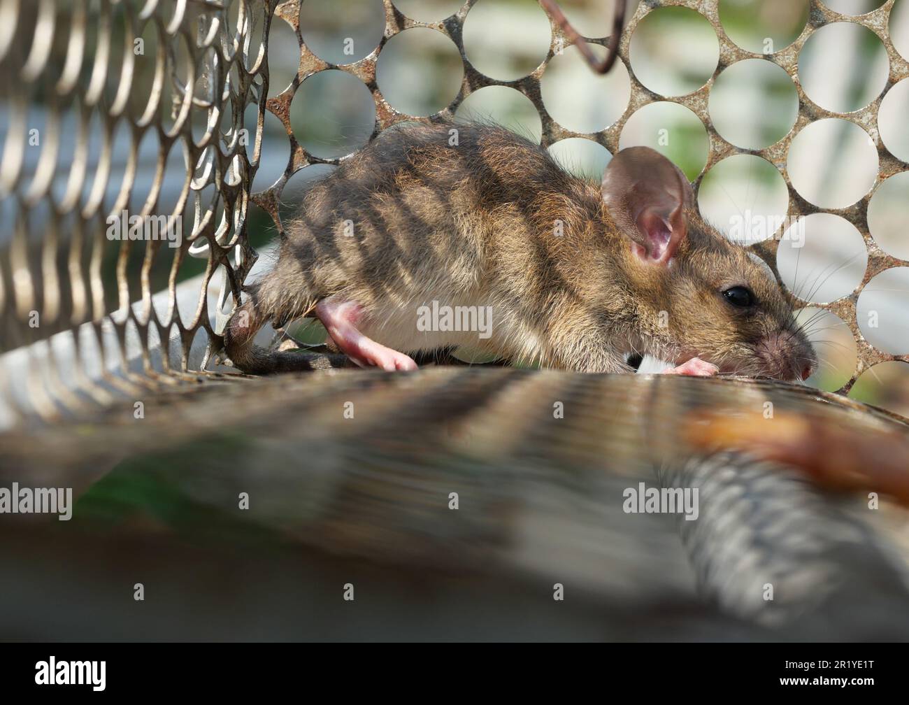 Rat in cage mousetrap on white background, Mouse finding a way out of ...