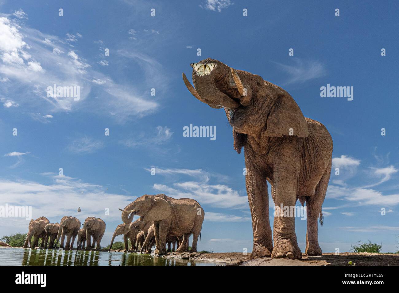 A white yellow-veined butterfly flies close to the camera as a large ...