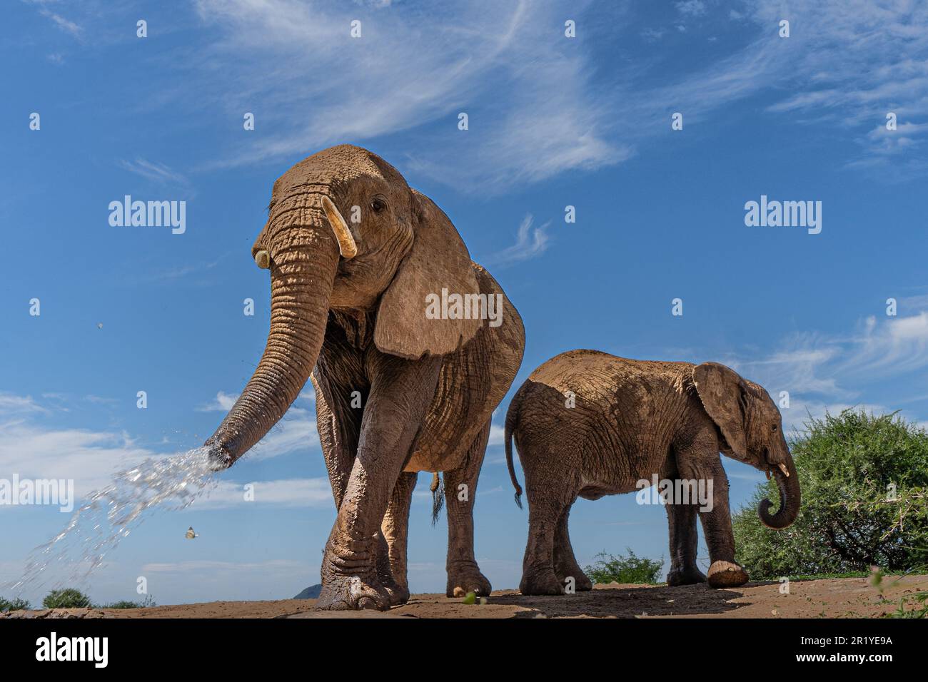 An elephant blows water at the photographer in the underground hide ...
