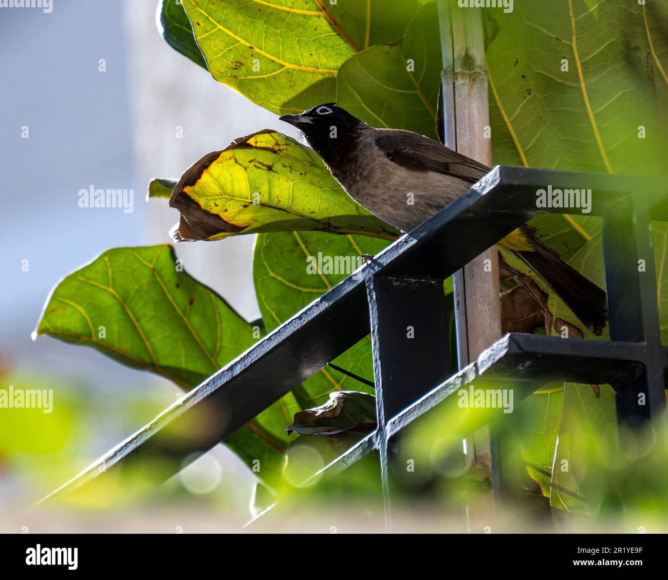 Yellow-vented Bulbul (Pycnonotus xanthopygos) in an urban garden ...