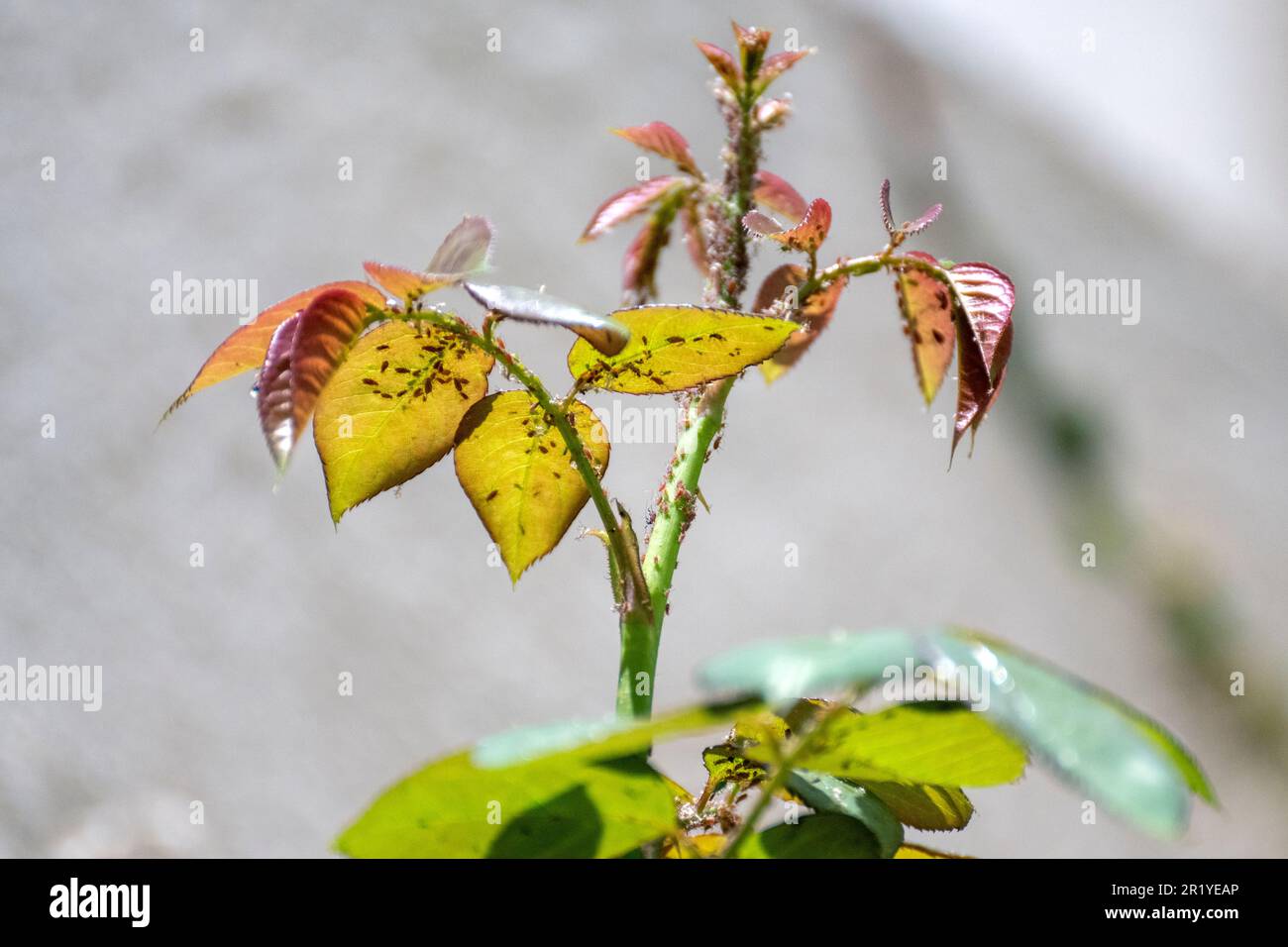 Specialised treatment hi-res stock photography and images - Alamy