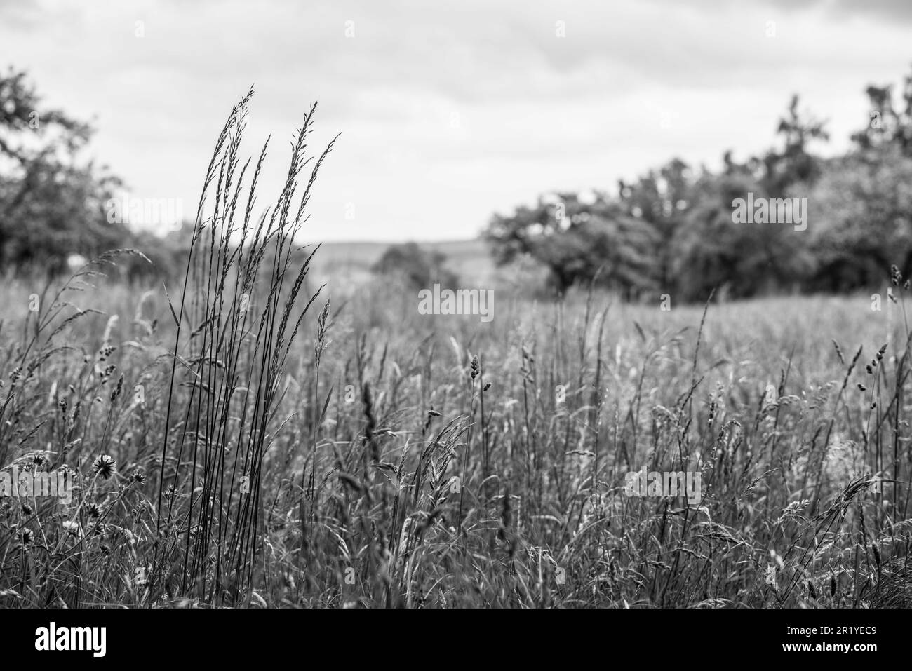 Idyllic rural landscape with tall grass and trees in grayscale Stock ...