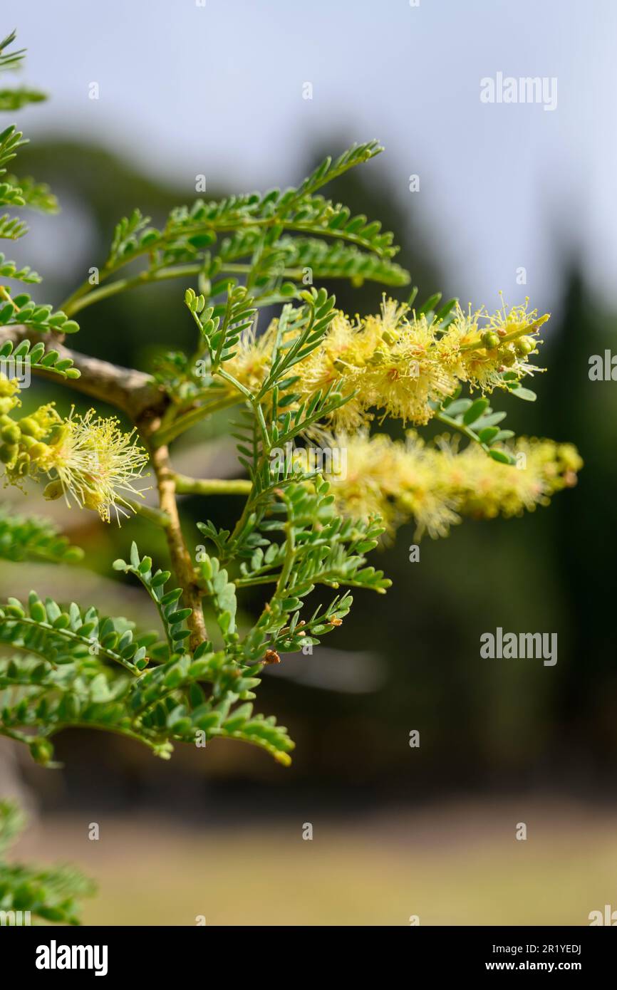 Faidherbia albida formerly Acacia albida. close up of the yellow flower ...