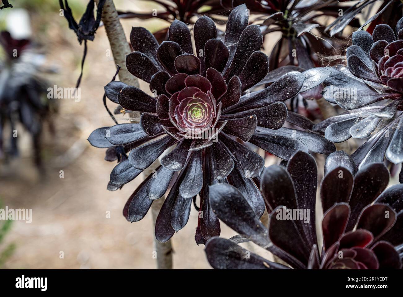 Black rose - Aeonium arboreum 'Zwartkop' in a Cactus and succulent ...