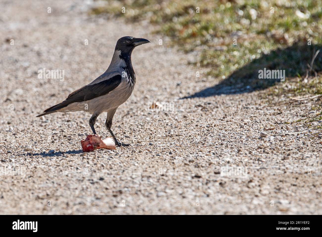 Magpie bird at the road eating a bone Stock Photo - Alamy