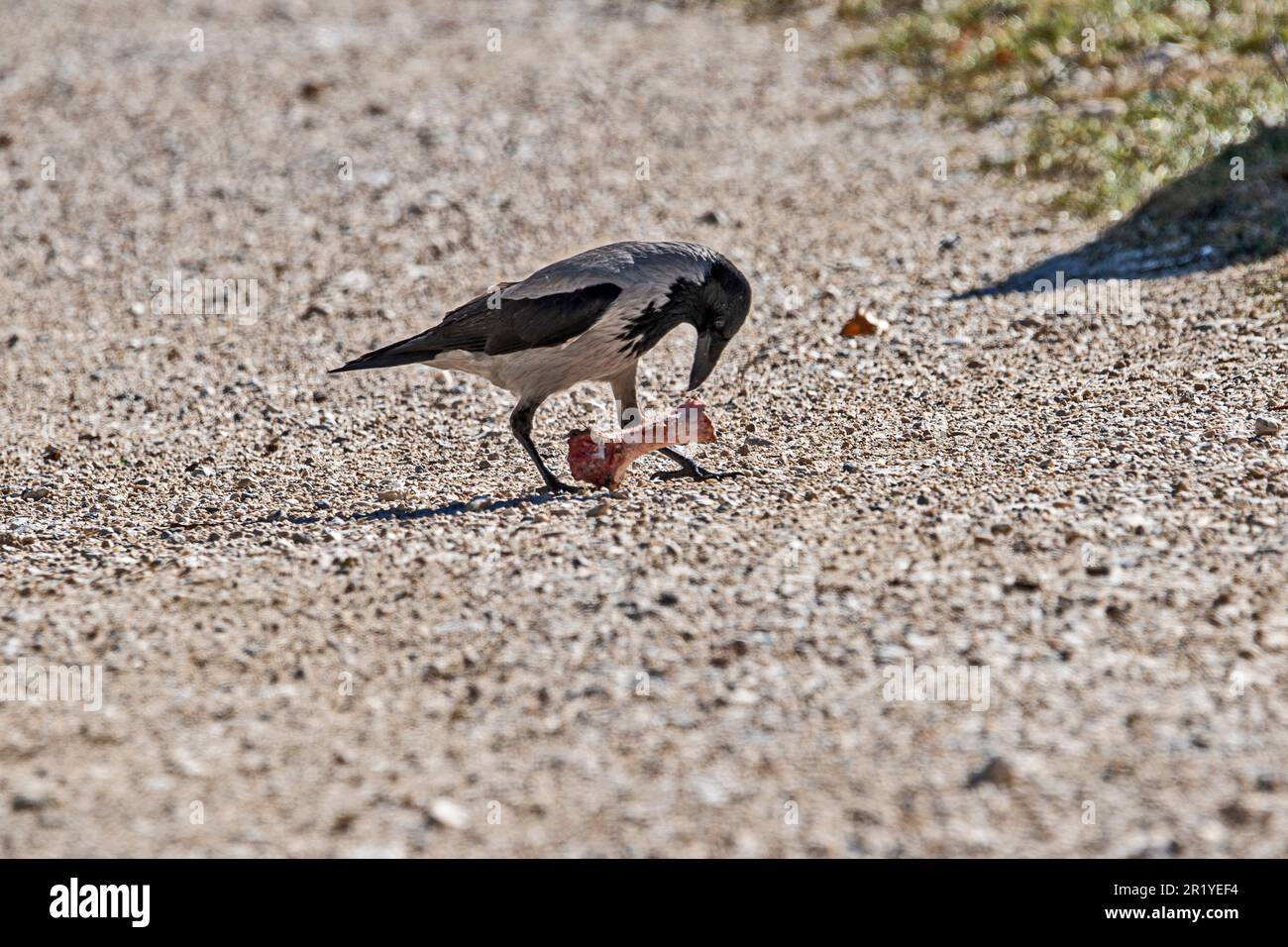 Magpie bird at the road eating a bone Stock Photo - Alamy