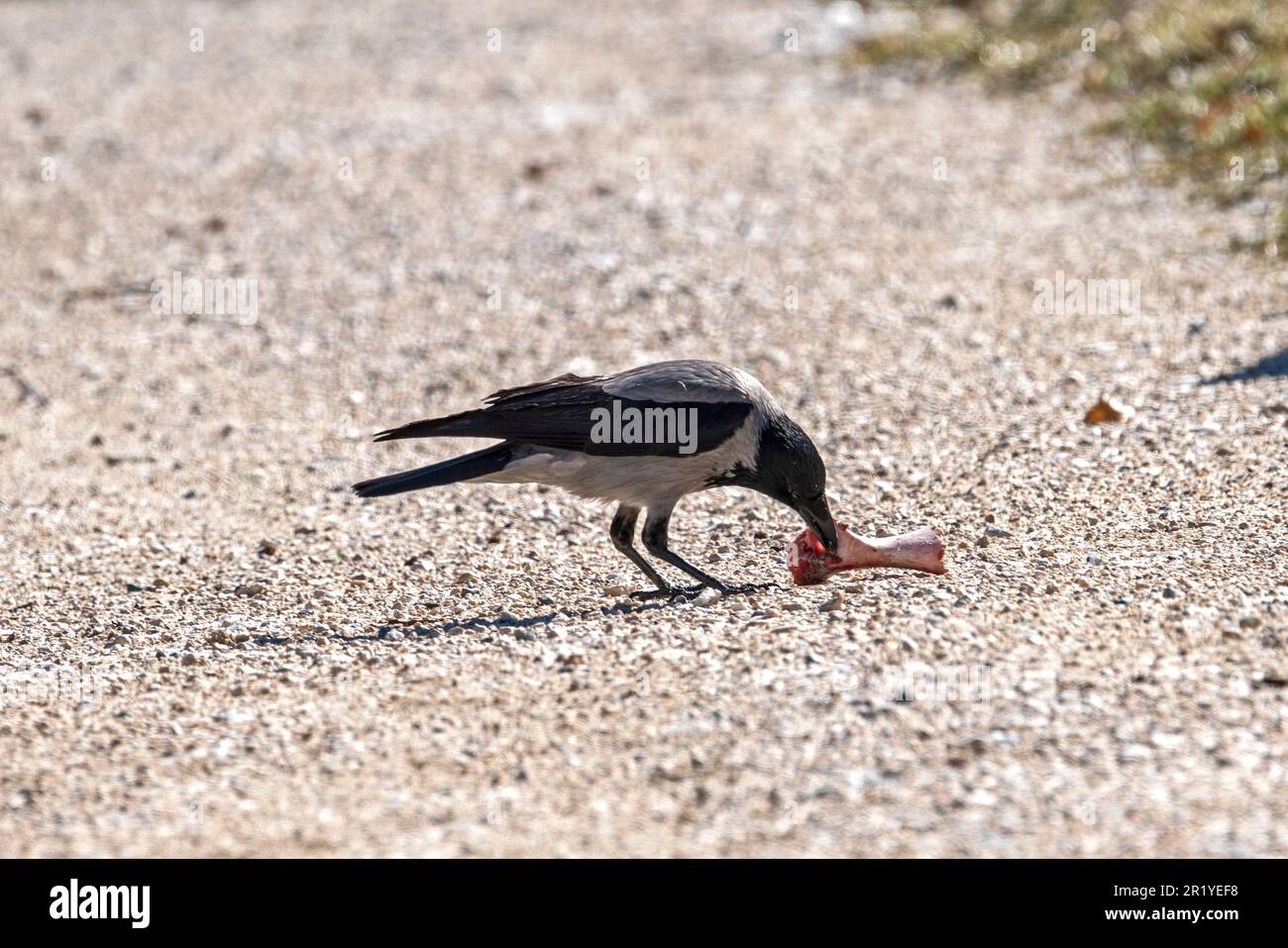 Magpie bird at the road eating a bone Stock Photo - Alamy