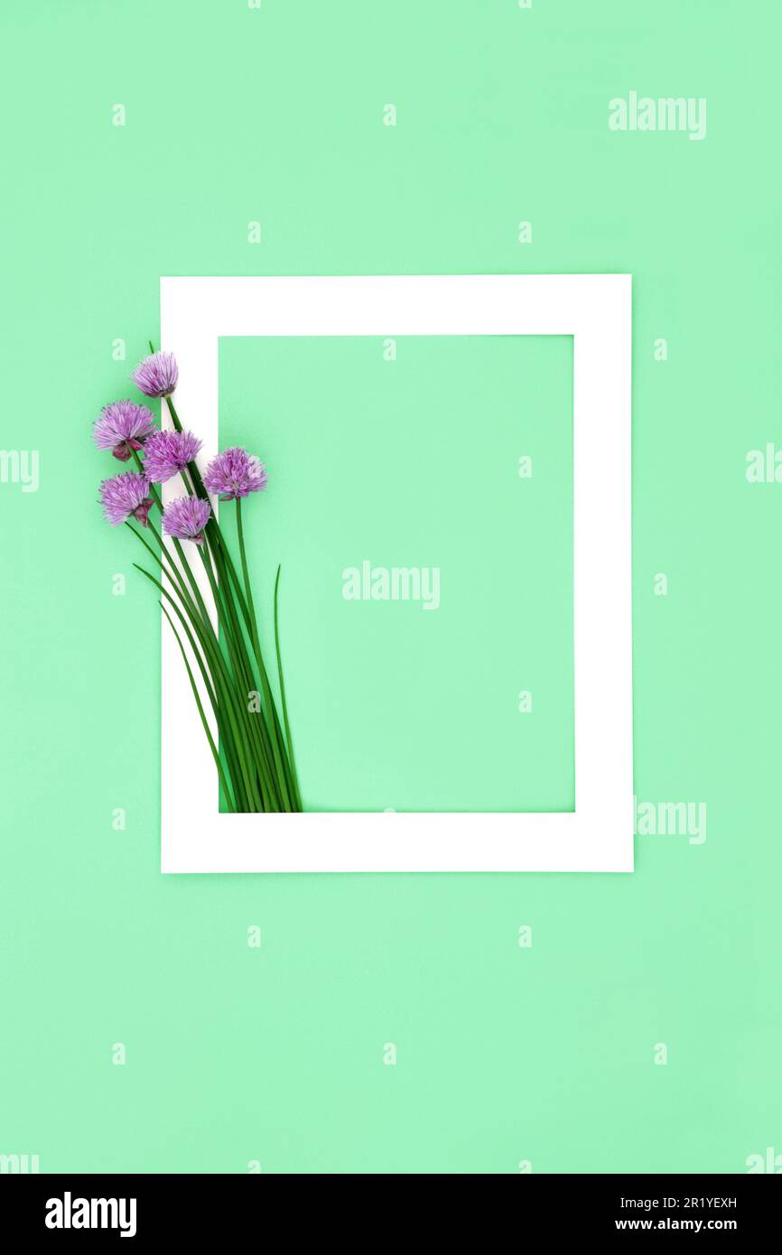 Chives herb edible flower blossom minimal background border frame ...