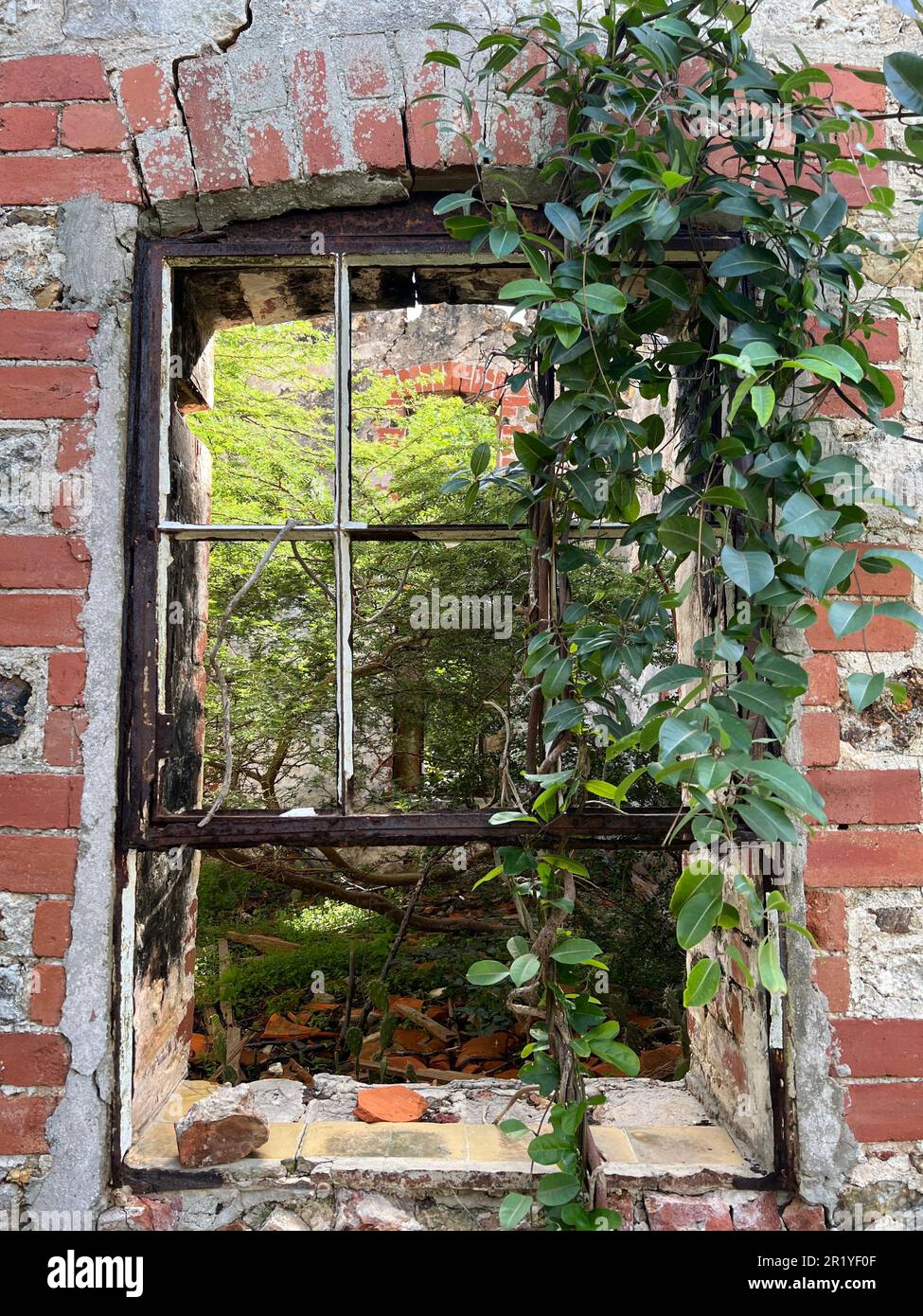 An outdoor window with a green vine climbing up the frame and a tree ...
