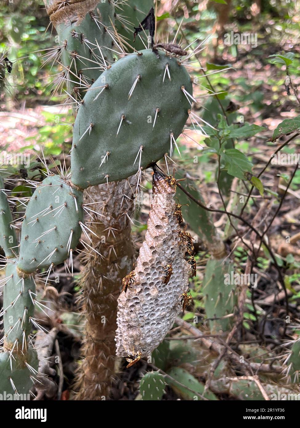 A majestic cactus plant with slender, spiny leaves and small seed pods ...