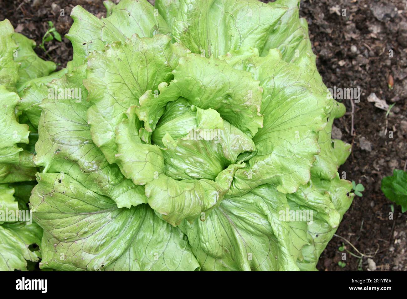 Batavia Lettuce growing in a polytunnel Stock Photo - Alamy