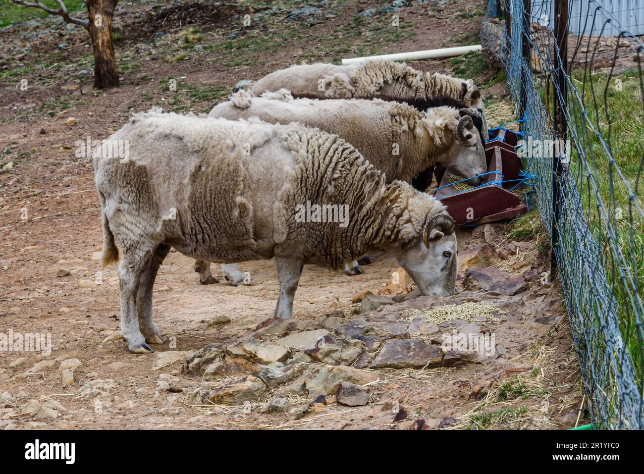 A group of shaved rams on the farm eating from a metal bucket Stock ...