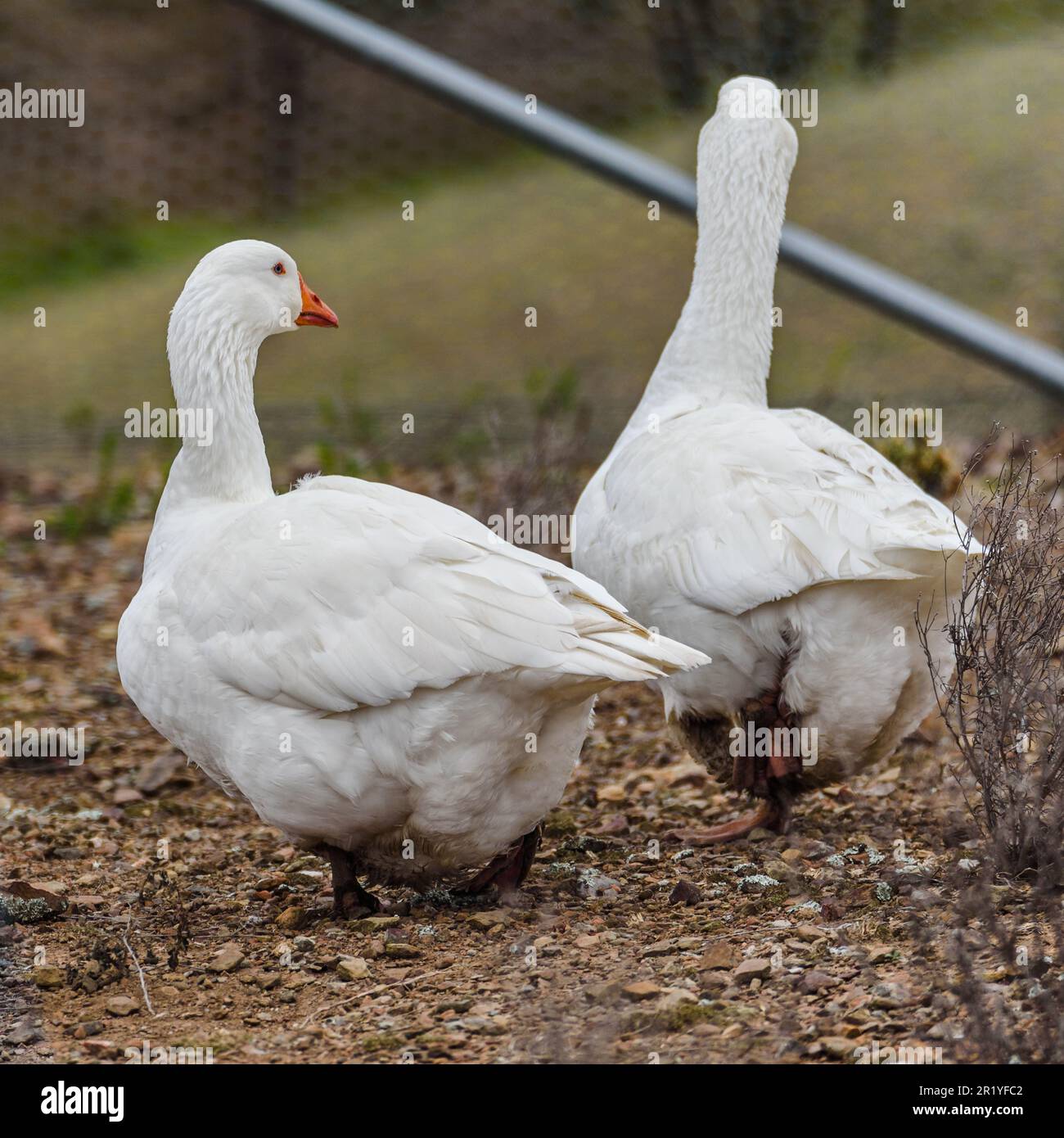 Farmyard stroll hi-res stock photography and images - Alamy