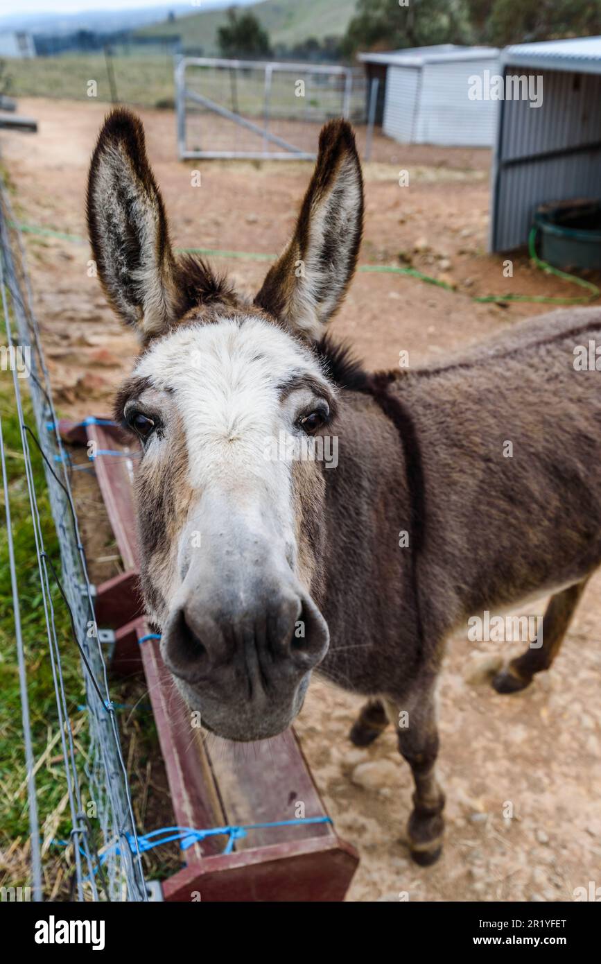 A curious donkey standing in a fenced enclosure, looking at the camera ...