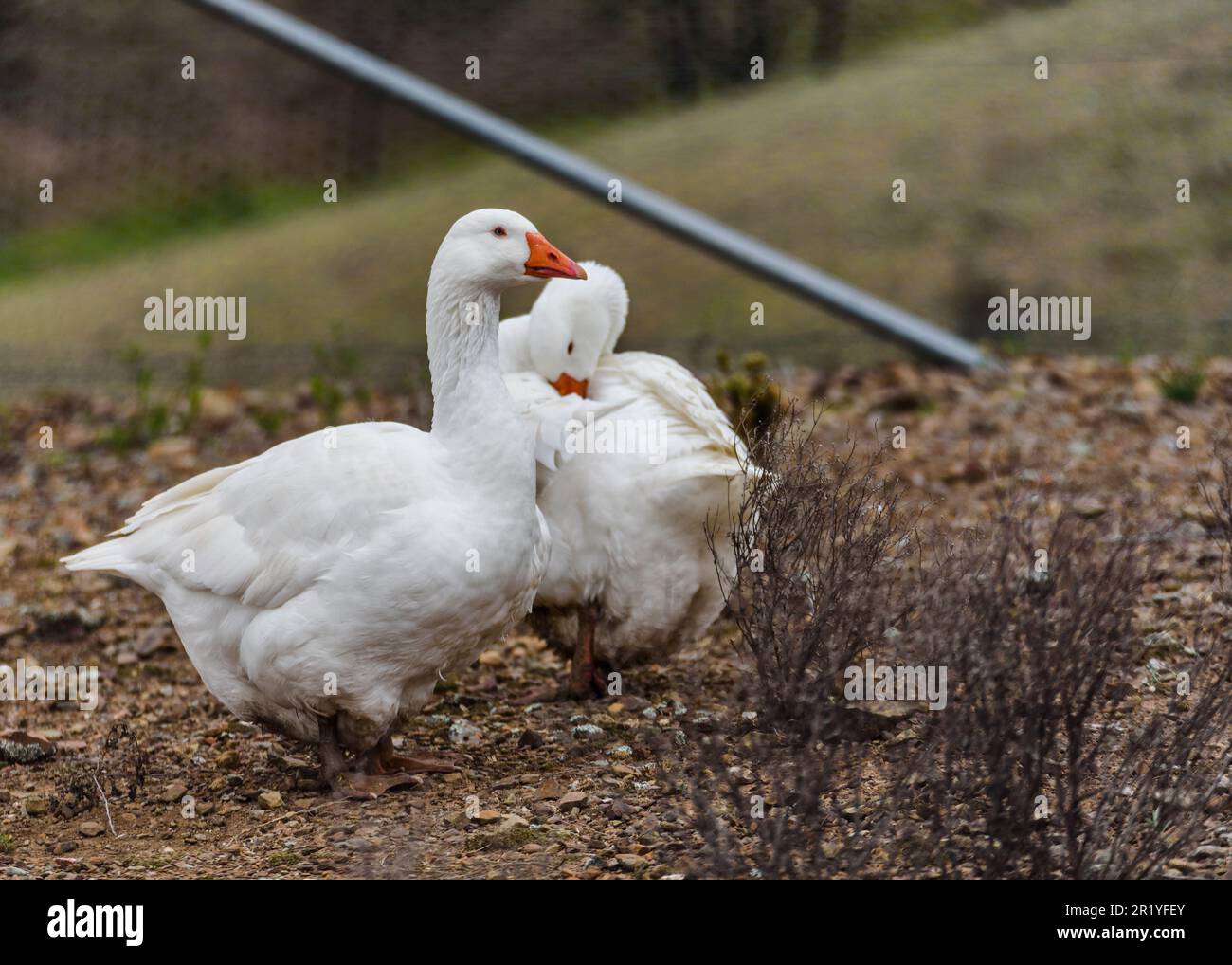 Farmyard stroll hi-res stock photography and images - Alamy
