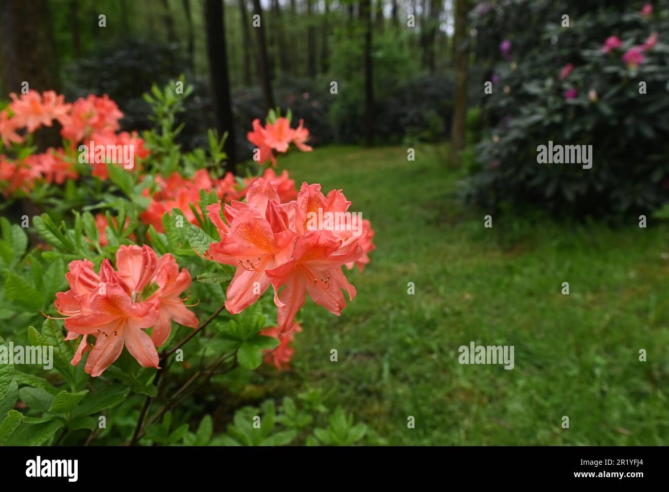 Rhododendron, nature, flowers, plants in ZOO and Botanical Park Ostrava ...