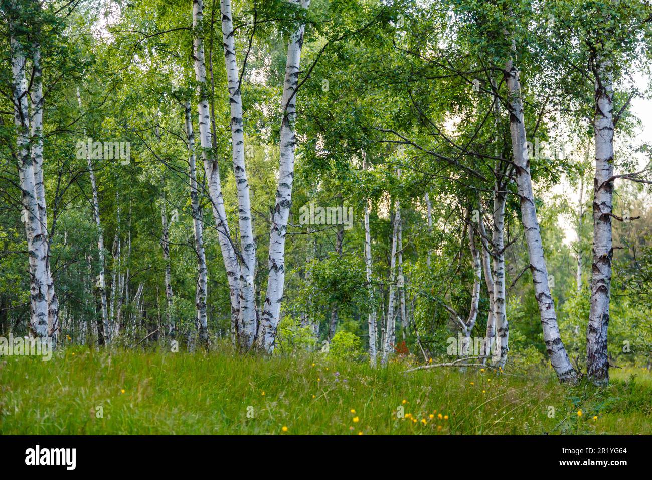 A sprawling green landscape featuring a cluster of towering trees in ...