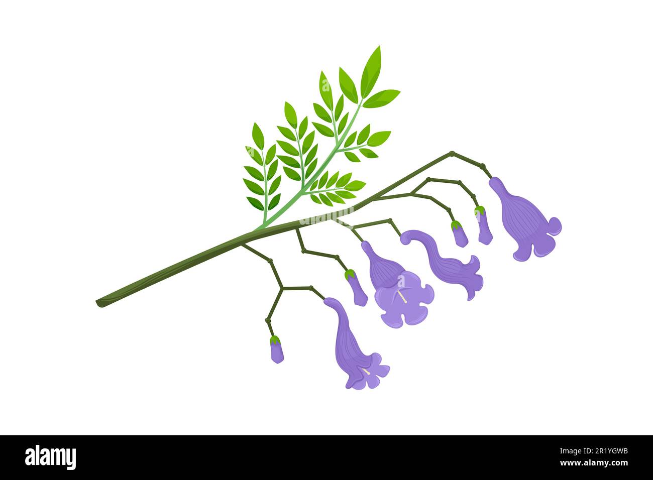 Purple jacaranda Stock Vector Images - Alamy
