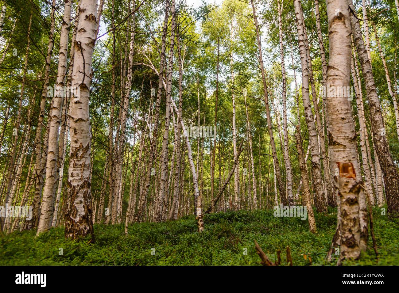 A lush, vibrant forest with a diverse range of trees and shrubs of ...