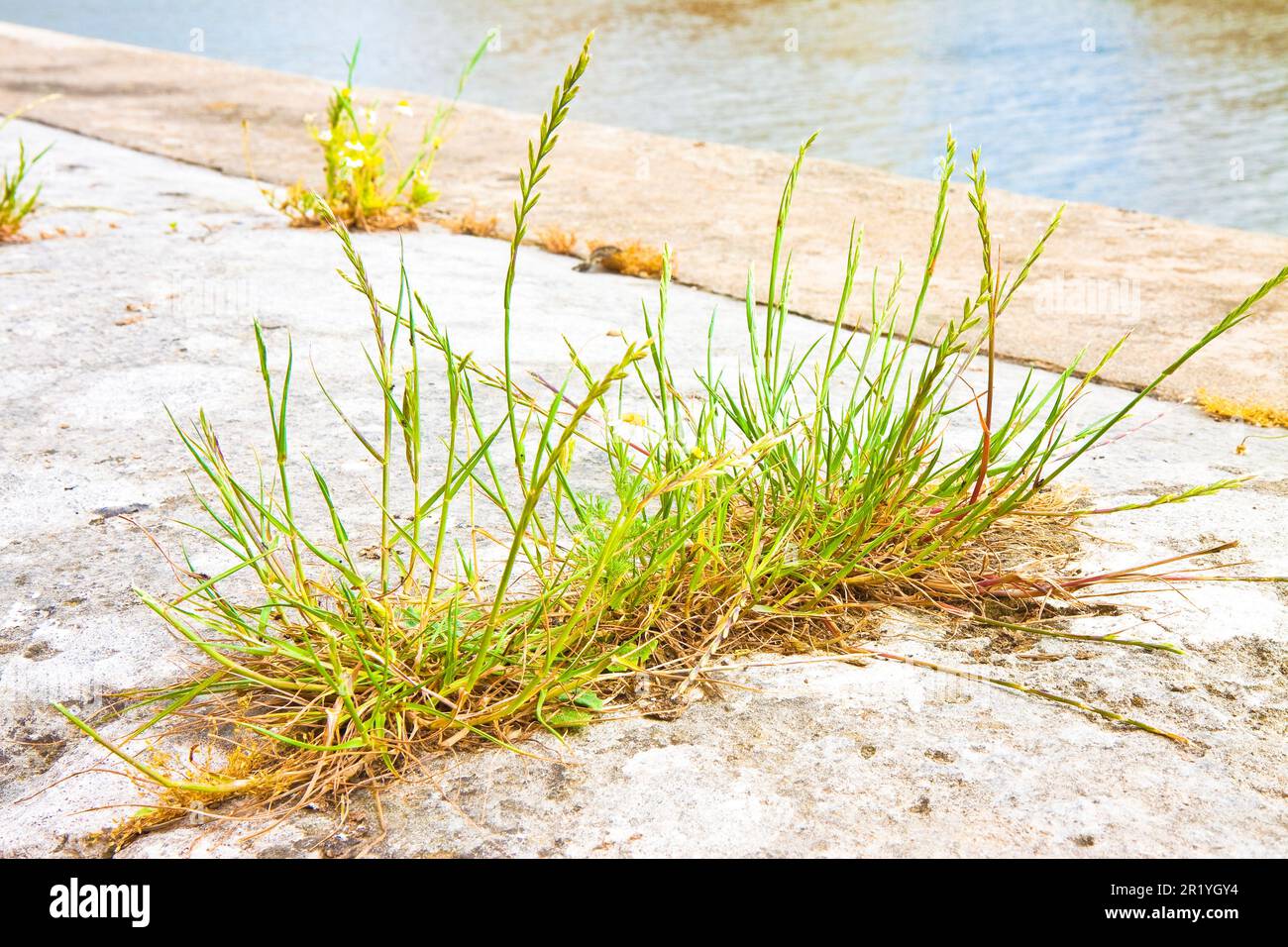 Plant of grass taking root in a crack of a concrete wall Stock Photo ...
