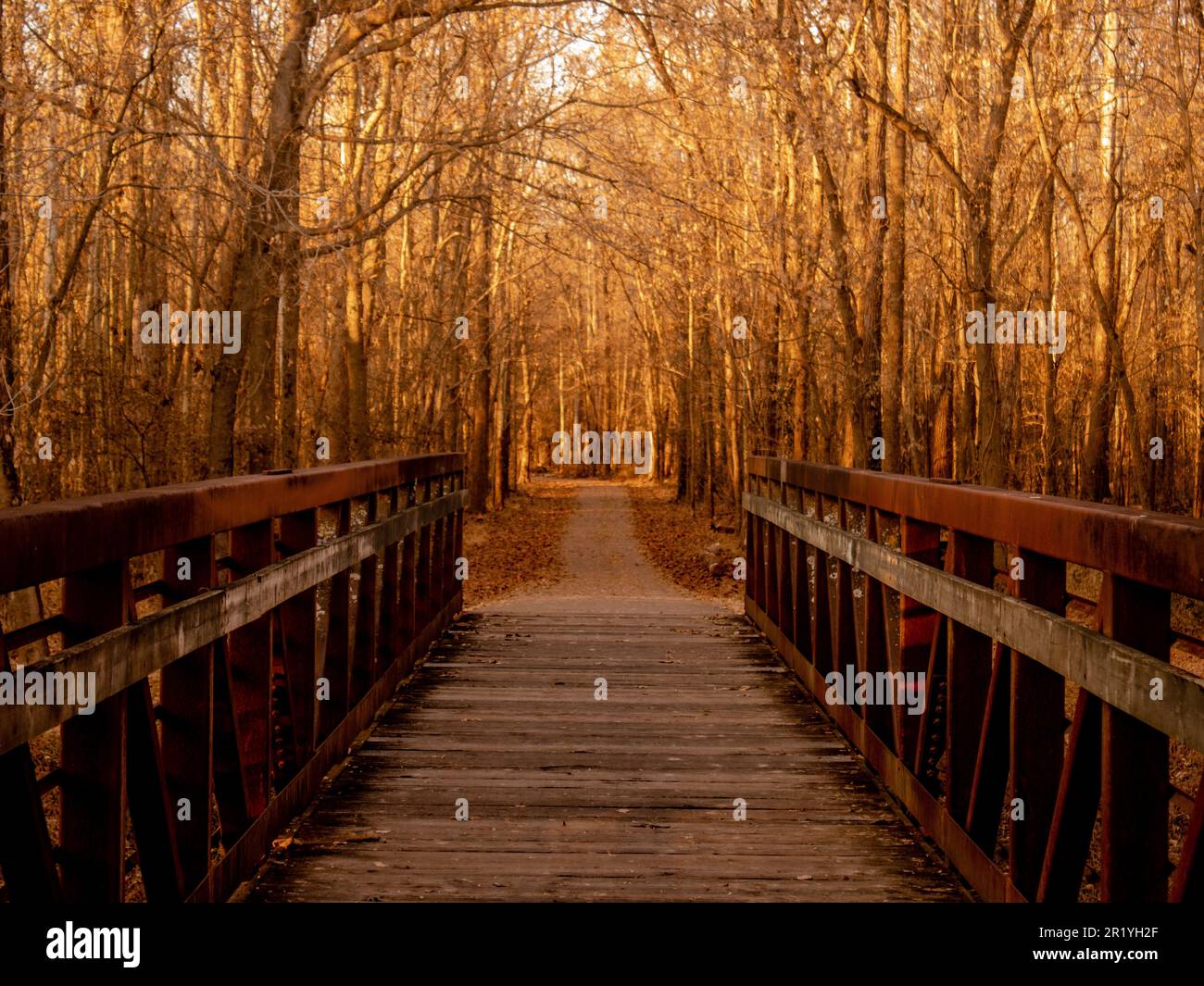 Verdant forest pathway meandering through hi-res stock photography and ...