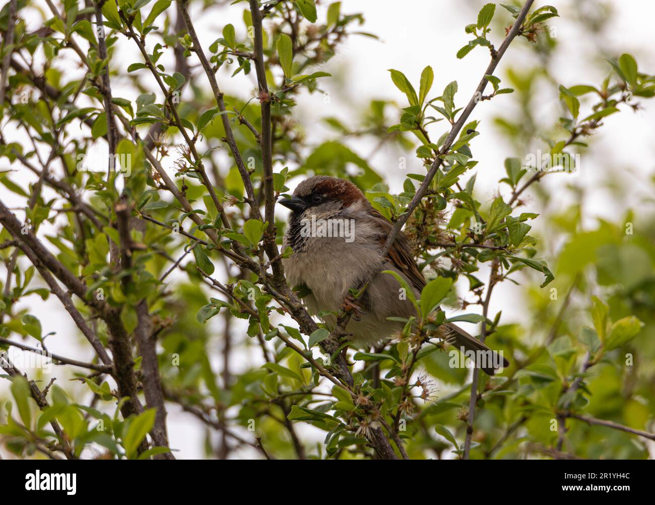 Sparrow in bushes hi-res stock photography and images - Alamy